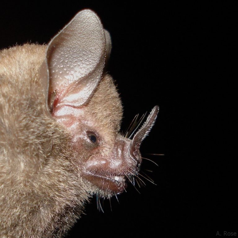 Phyllostomidae - Andreas Rose