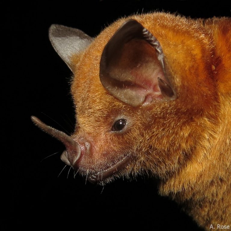 Phyllostomidae - Andreas Rose