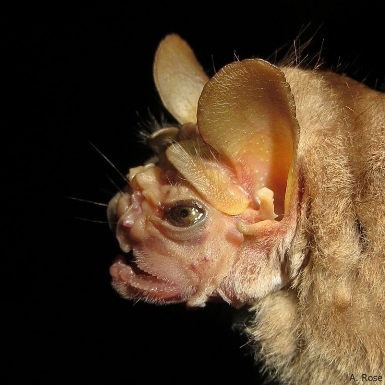 Phyllostomidae - Andreas Rose