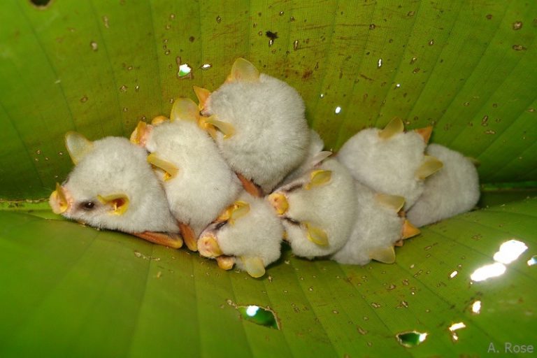 Phyllostomidae - Andreas Rose