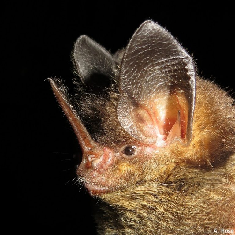 Phyllostomidae - Andreas Rose