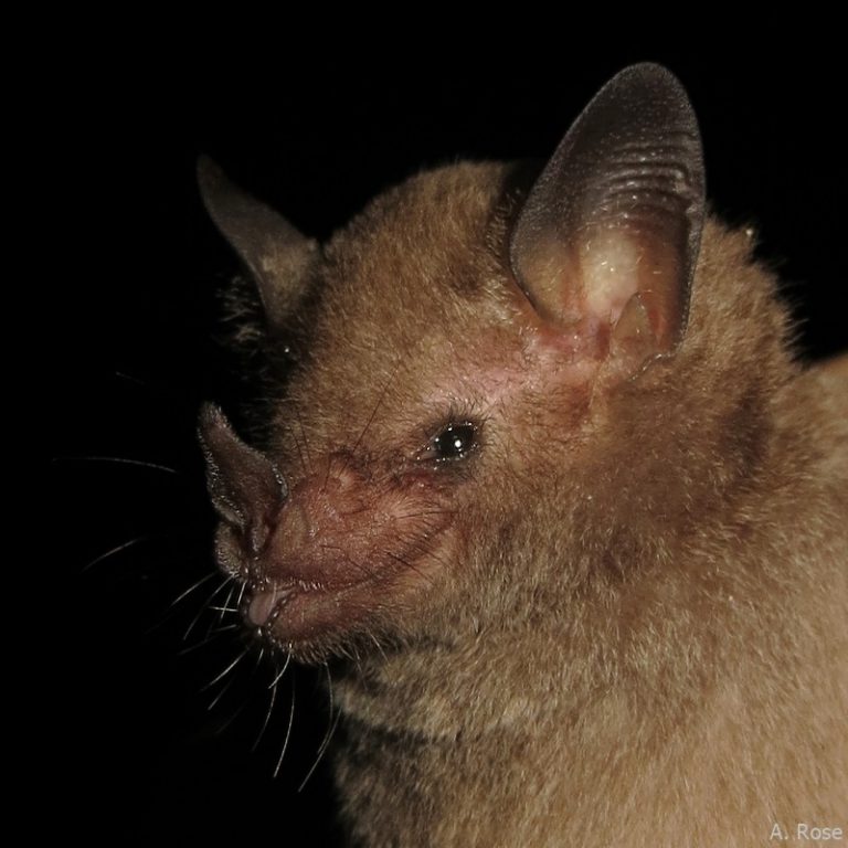 Phyllostomidae - Andreas Rose