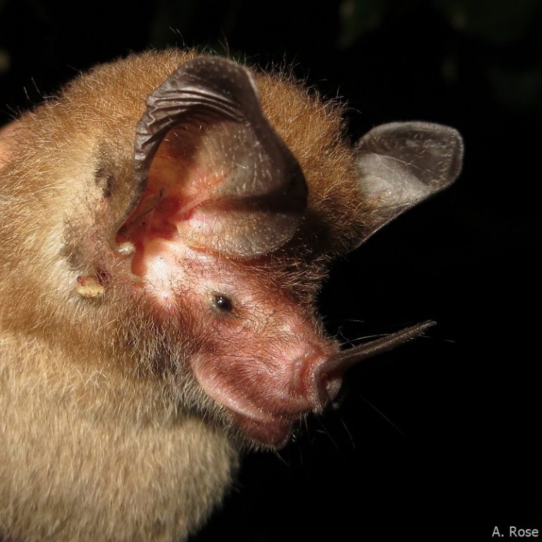 Phyllostomidae - Andreas Rose