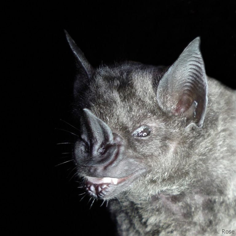 Phyllostomidae - Andreas Rose