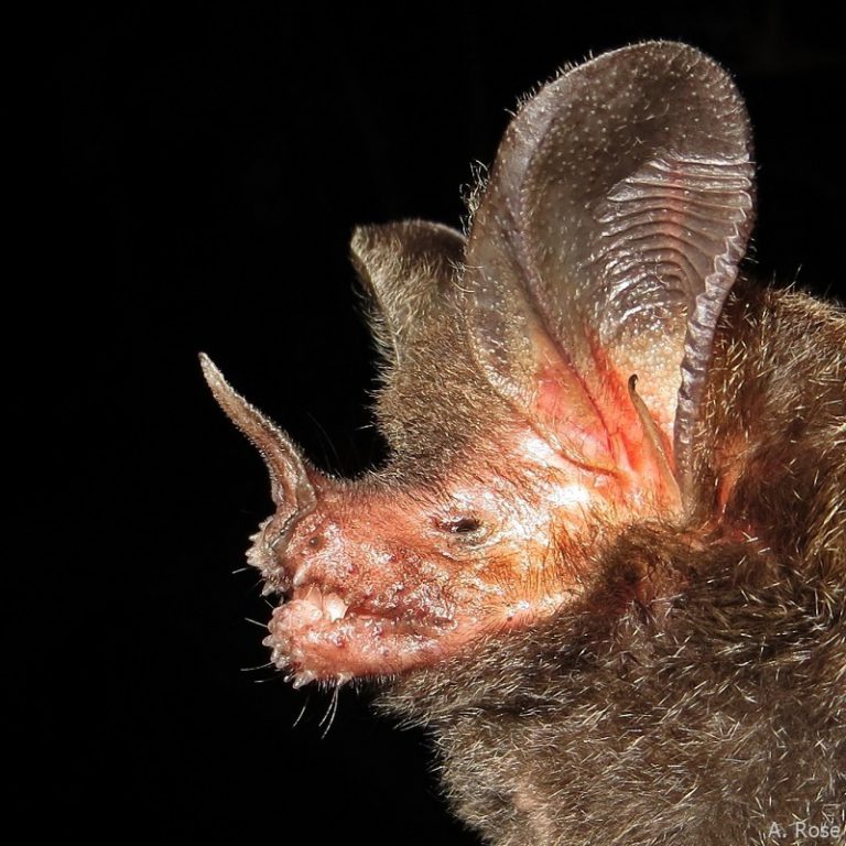 Phyllostomidae - Andreas Rose