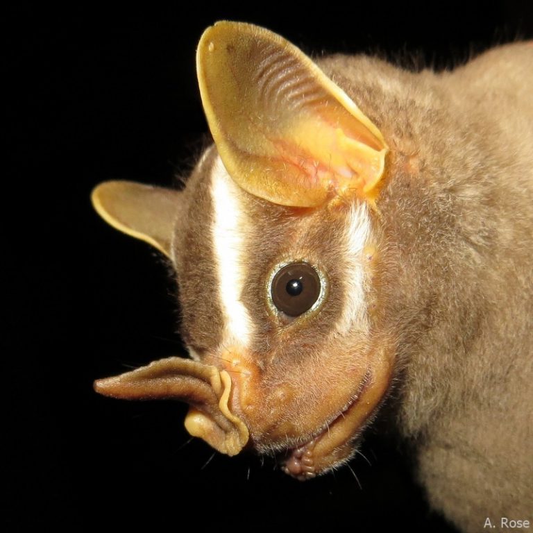 Phyllostomidae - Andreas Rose