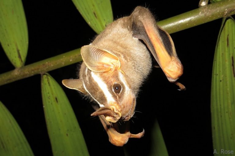 Phyllostomidae - Andreas Rose